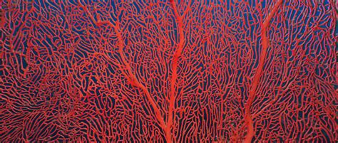 Home The Assisi Foundation 501c3 Non Profit Organization