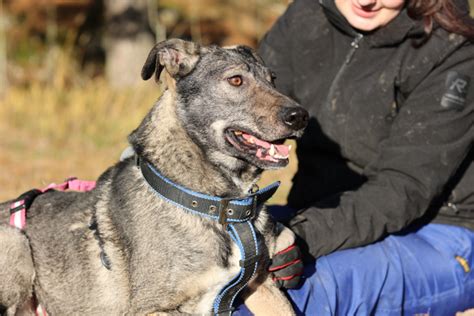 Varpu Viipurin Koirat Ry