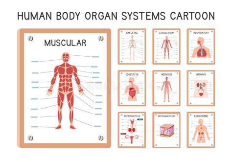 Integumentary System Class Projects Clipart Integumentary System Class Projects Clipart