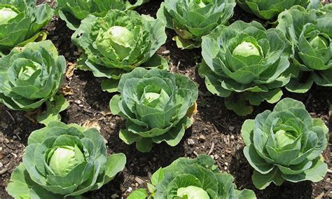 Growing Cabbage A Guide For Great Heads Epic Gardening