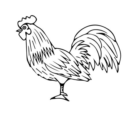 Vector Black Hand Drawn Rooster 22635394 Vector Art At Vecteezy