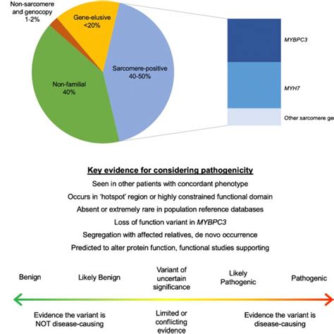 Of Diagnostic Yield And Approach To Variant Interpretation In Hcm A