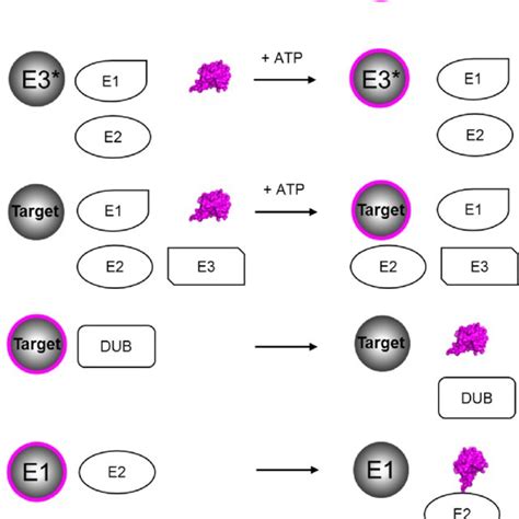 Applications Of The Ups Cona Assay Ups Cona Assay Can Be Used To