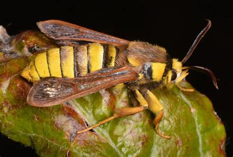Different Types Of Wasps A Guide To Their Diversity Chart And Photos Golden Spike Company