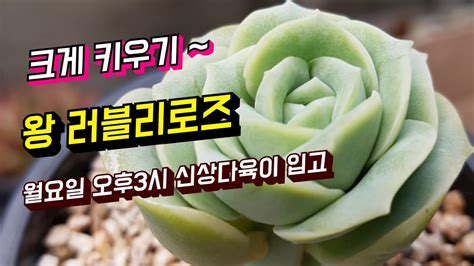 인천다육 내일 오후3시 신상다육이 들어옵니다 시간 맞춰서 오시면 좋은 다육이 구매할수 있습니다 🏠인천 남동구 호구포로