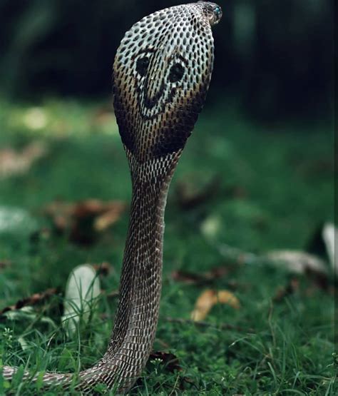 Wow Beautiful Spectacled Cobra Routine Of Nepal Banda