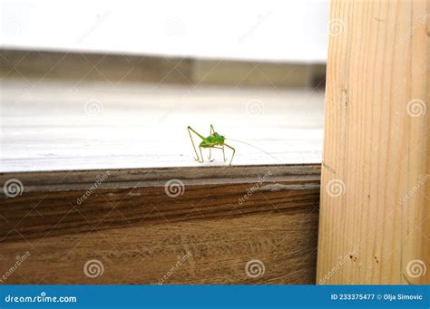 A Small Green Grasshopper On A Wooden Staircase Stock Image Image Of
