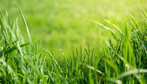 Premium Photo Green Nature Background With Grass