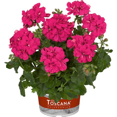 Buy Geranium Sunflair Rita Hot Pink For Less With J Parkers Buy Geranium Sunflair Rita Hot Pink For Less With J Parkers