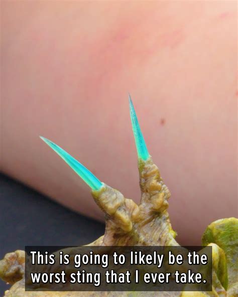 STUNG by an Executioner Wasp! | The full video of the much-anticipated Executioner Wasp sting ...
