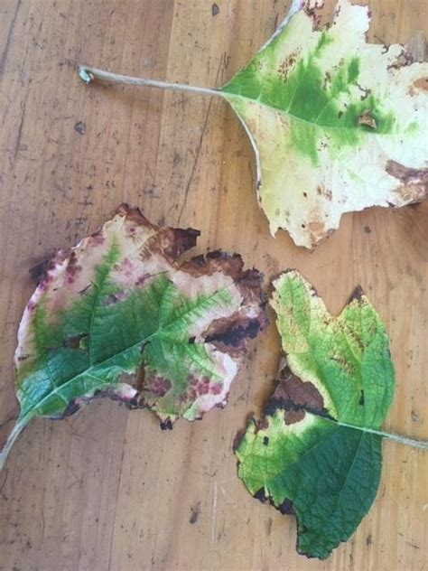 Oakleaf Hydrangea Leaves Dying In The Ask A Question Forum