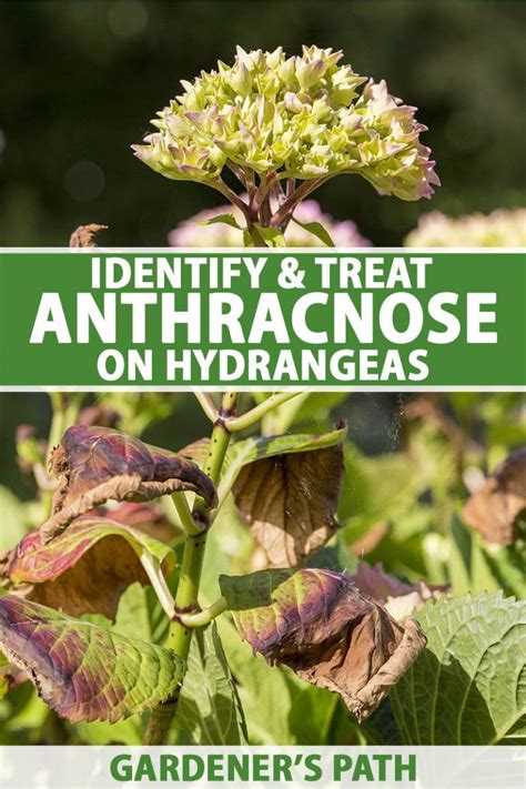 How To Identify And Treat Anthracnose On Hydrangeas Gardeners Path