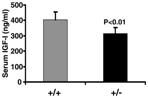 Serum Igf I Levels In Heterozygous Igf I Ko And Control Mice At 8 Weeks Download Scientific