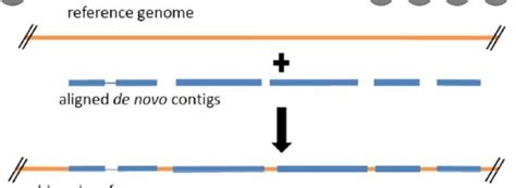 How Do I Align Bacterial Contigs To A Reference Genome And Visualize The Alignment Researchgate