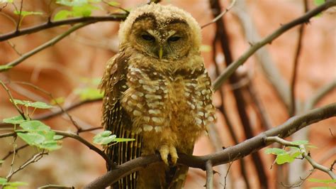The Rare Species In Mesa Verde National Park Mild To Wild Blog