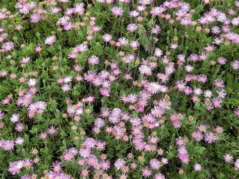 Drosanthemum floribundum - Изображение особи - Плантариум