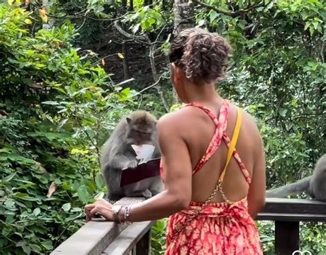 Bali Monkey Rips Tourists Passport To Shreds In Video The Focus
