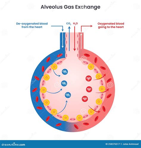 Alveolus Gas Exchange Vector Illustration Diagram Infographic CartoonDealer
