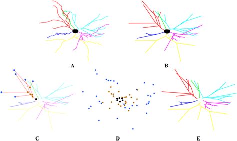 Example Of One Basal Dendritic Arbor Of A Pyramidal Cell In Layer