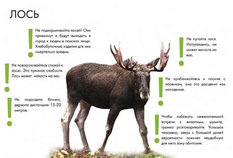 Лось европейский: описание животного, фото, где обитает, чем питается ...