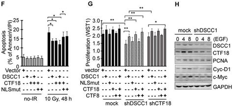 Dna Replication And Sister Chromatid Cohesion 1 Dscc1 Of The