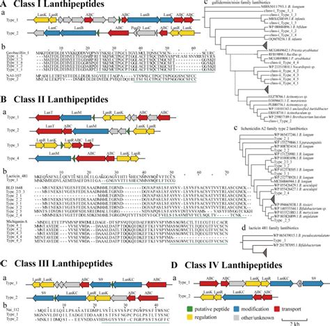 Bifidobacterium Longum Subsp Infantis As Widespread Bacteriocin Gene