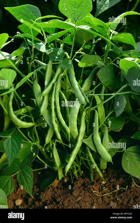 Bean Vine Stock Photos Bean Vine Stock Images Alamy