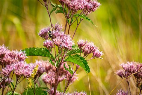 Plants In Massachusetts