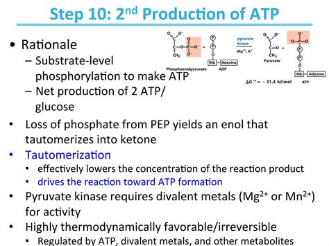 Chapter 14 Glucose Utilization And Biosynthesis Biochemistry Pdf