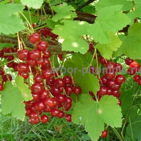 Саженцы красной смородины Мармеладница купить в Москве и Подмосковье ...