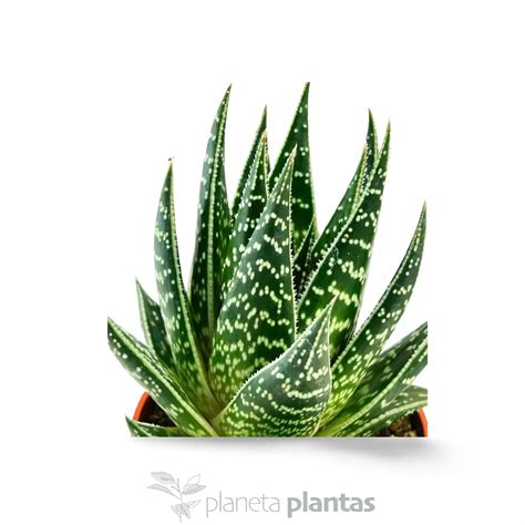 Aloe Tiki Tahi · Hybride Hawaïen Aux Feuilles Pointues