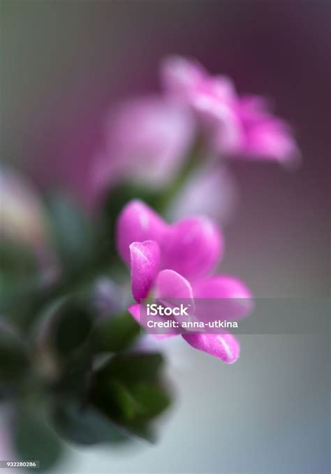 매크로에 꽃 섬세 한 추상 이미지입니다 배경 배경 화면 바탕 화면 커버 엽서 매크로 근접 촬영 미술입니다 개념에 대한 스톡 사진 및 기타 이미지 Istock
