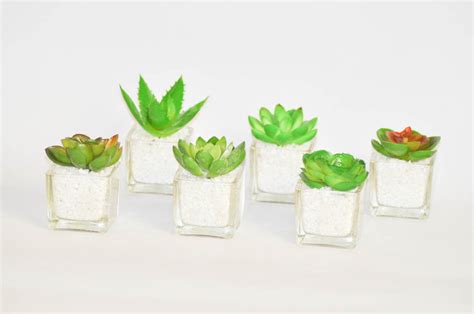 Sukulent V Skle S Kamienkami M Makro Sk