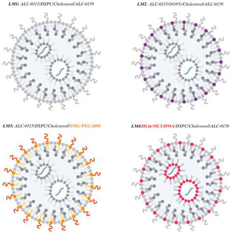Optimizing MRNA Loaded Lipid Nanoparticles As A Potential Tool For Protein Replacement Therapy