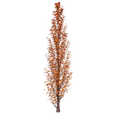 Tree Isolated On Transparent PNG