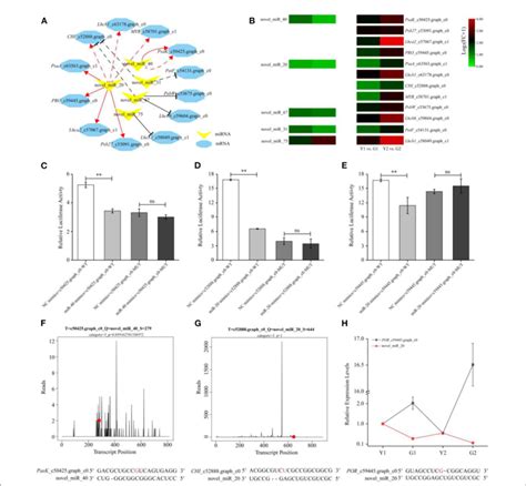 Figure Expression Profile And Validation Of Key Mirna Mrna Interaction Download Scientific
