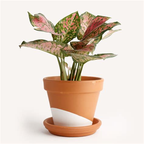 Aglaonema Ruby Ray Horti