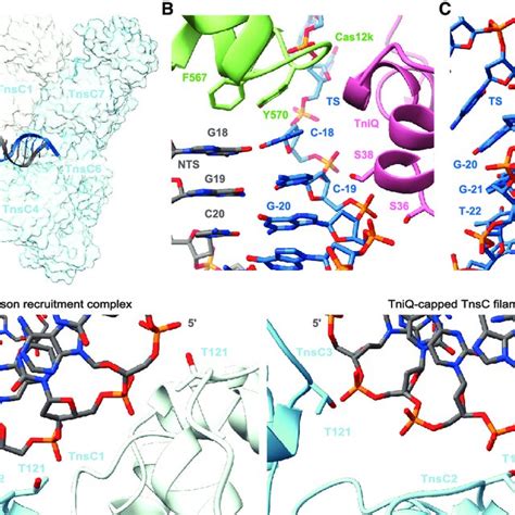 Tnsc Assembly On Pam Distal End Of R Loop Dna A Overview Of