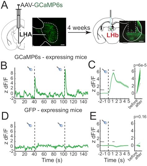 Video Multi Fiber Photometry To Record Neural Activity In Freely