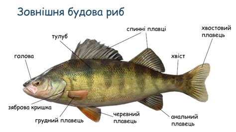 Презентація Риби 7 клас