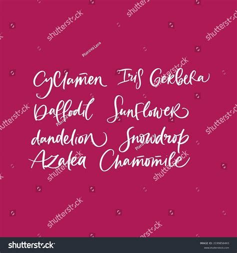 Botanical Flower Hand Lettering Naming Set Stock Vector Royalty Free 2199856443 Shutterstock