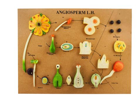 Angiosperm Life Cycle Model Klm Bio Scientific