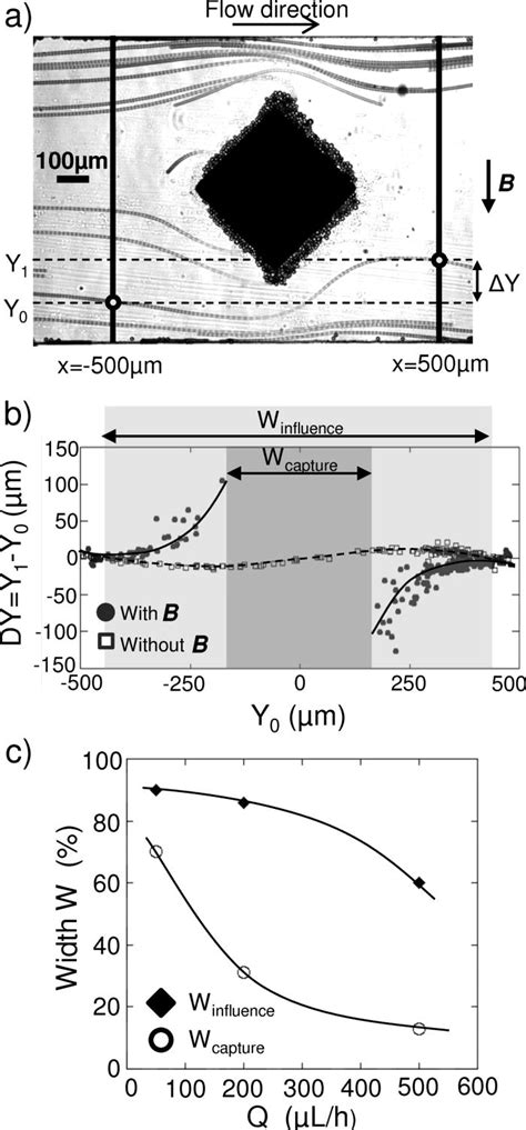 A Z Stack Projection Of Videomicroscopic Images Representing