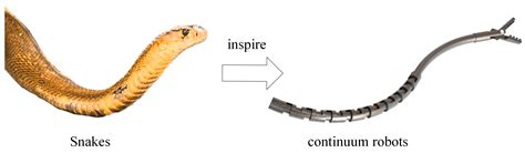 Design And Modeling Of A Bio Inspired Compound Continuum Robot For Minimally Invasive Surgery