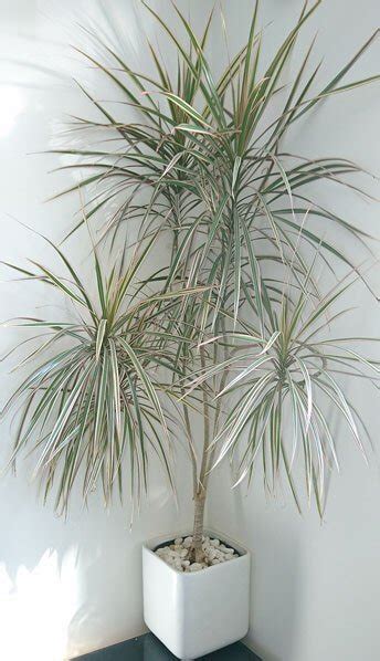 Dracaena Marginata Madagascar Dragon Tree Guide Our House Plants
