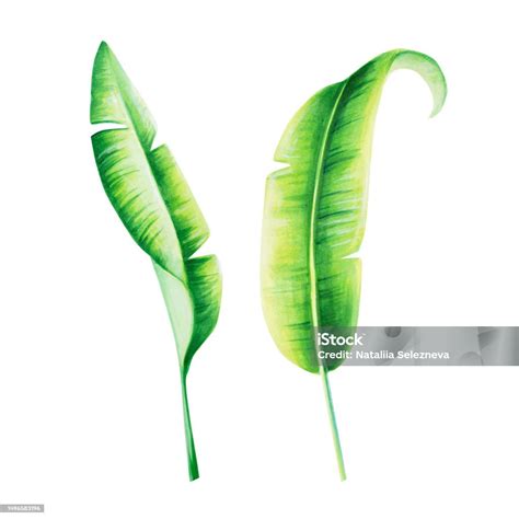 흰색 배경에 분리된 바나나 잎의 수채화 사실적인 열대 그림 아름 다운 식물 손으로 그린 꽃 요소 디자이너 스파 장식 엽서 결혼식 인사말 배경 화면 포장지 스크랩북 표지