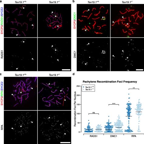 Autosomally Synapsed Pachytene Tex19 1− − Spermatocytes Have Increased Download Scientific