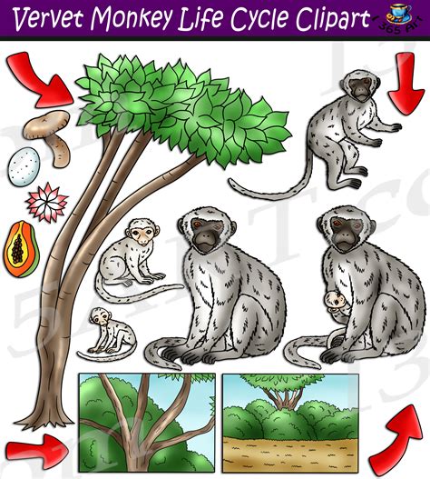 Vervet Monkey Life Cycle Clipart Set Download Clipart 4 School