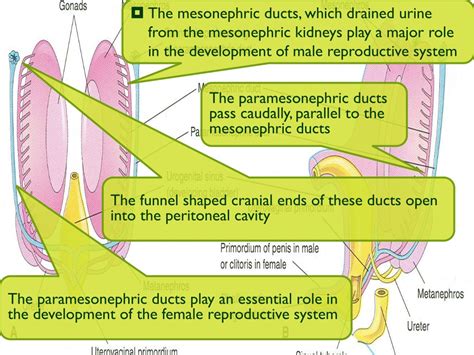 Ppt Development Of Female Reproductive System Ovaries Genital Ducts