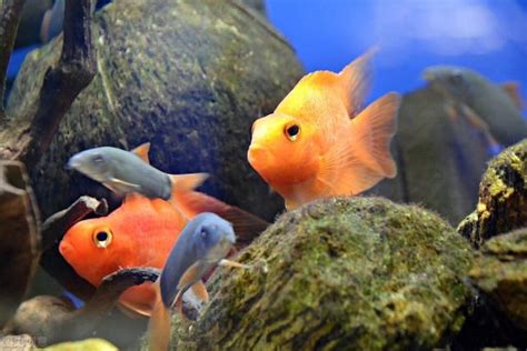 養魚先養水？錯！養魚應該先養人 每日頭條